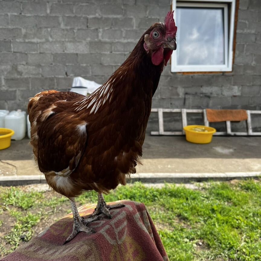 Куры несушки продам