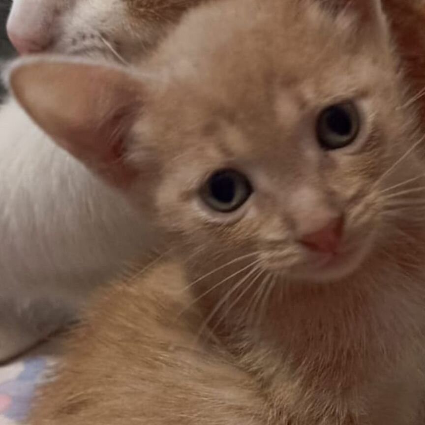 Котята в добрые руки бесплатно