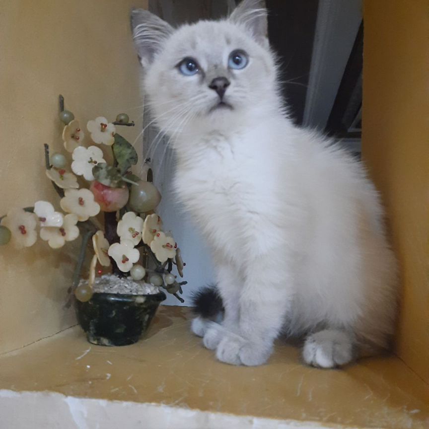 Тайские котята