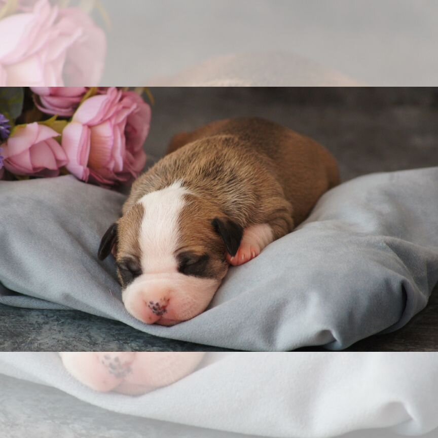 Американский стаффордширский терьер, щенок