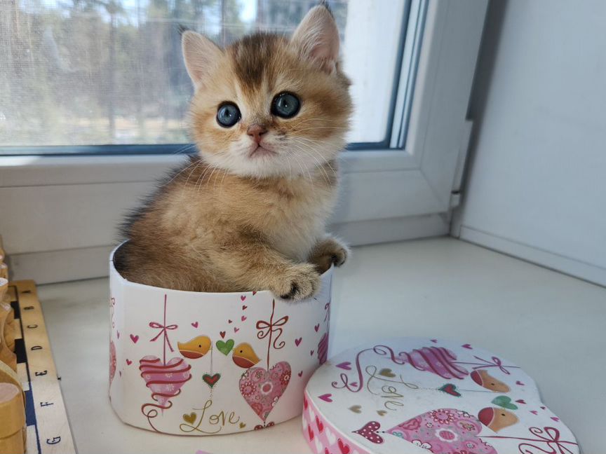 Котята золотая шиншилла