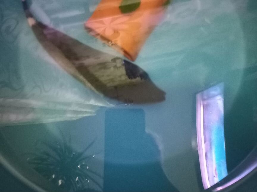 Аптеронотус белокаймовый