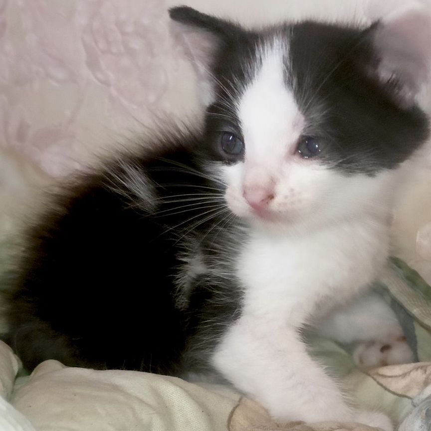 Британский короткошёрстный котёнок