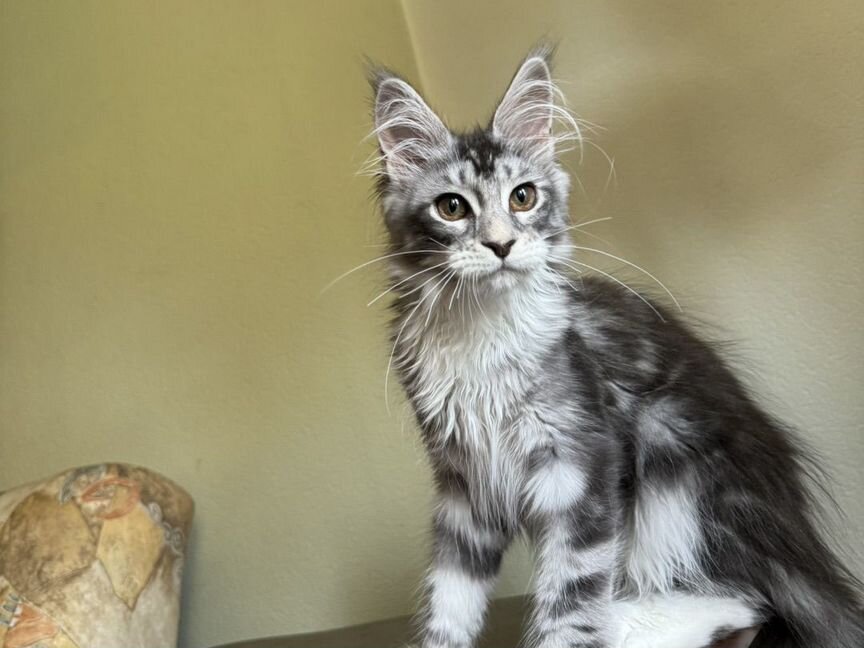 Очаровательная девочка мейн-кун полидакт