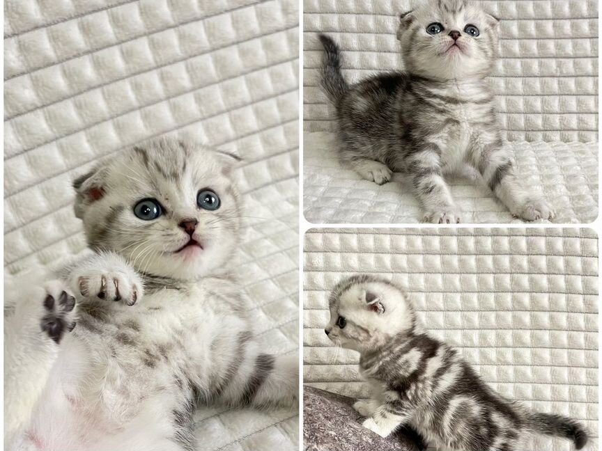 Шотландские вислоухие и прямоухие котята