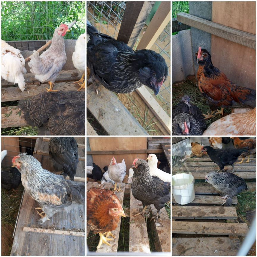 Молодые петушки