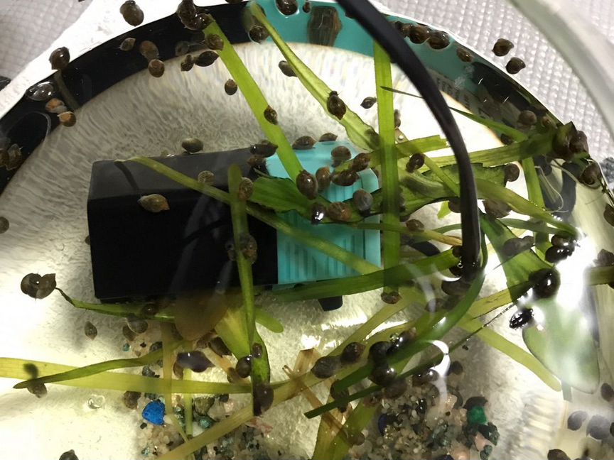 Отдам в добрые руки улитки ампулярии много