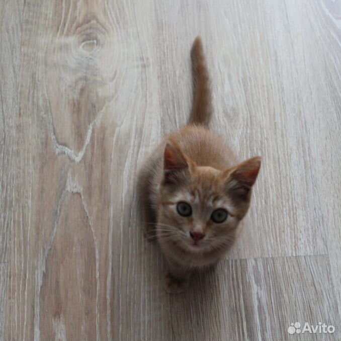 Рыжий котенок (кошечка)