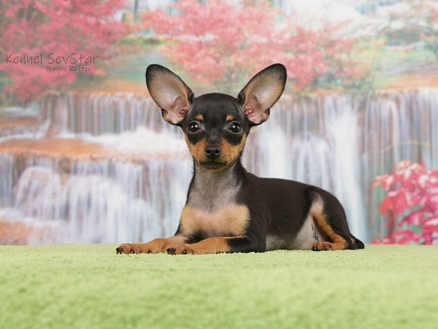 Пражский Крысарик