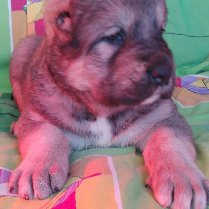 Среднеазиатская овчарка д.т. рождения 16.07.24