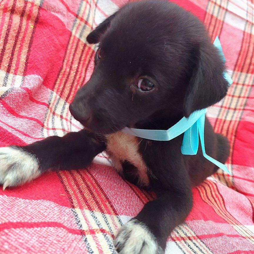 Блэк - крошка-щенок