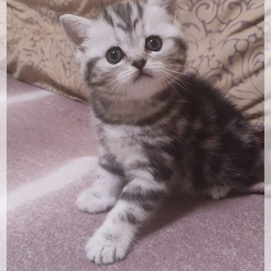Шотландские котята