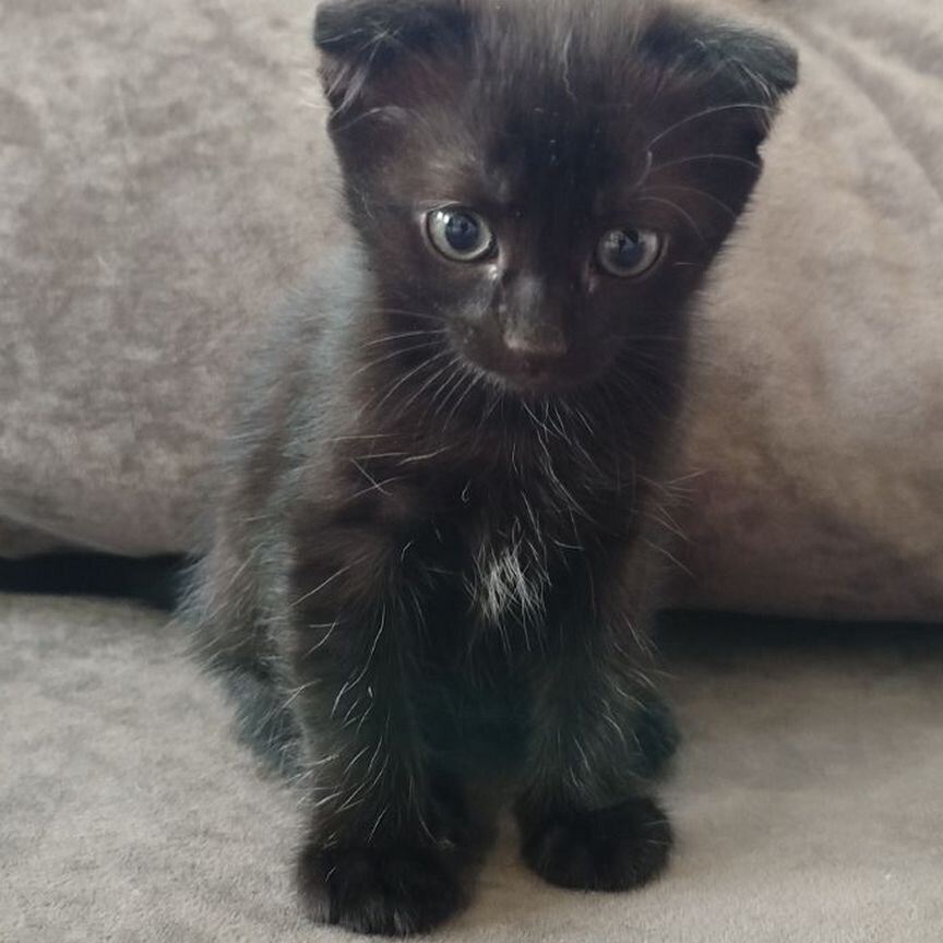 Британский короткошёрстный котёнок