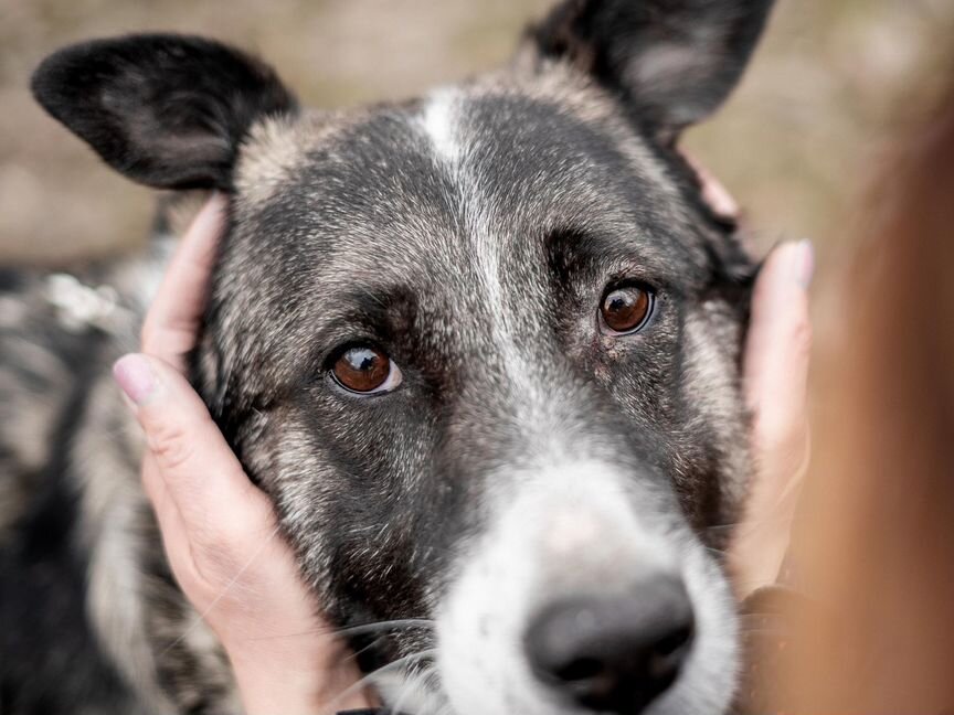 Джек. 5 лет дома и в приют