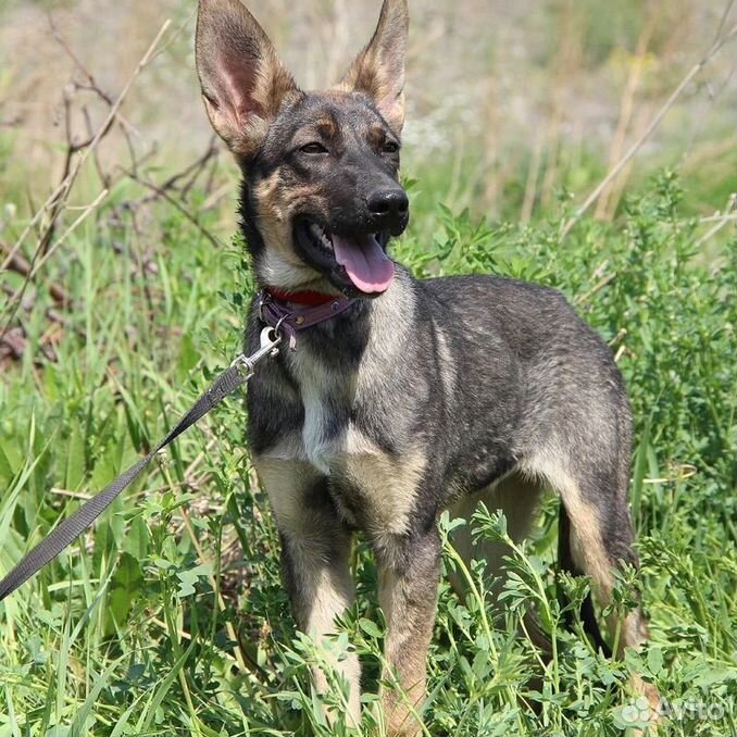 Щенок Ника ищет хозяина. Отдадим в хорошие руки