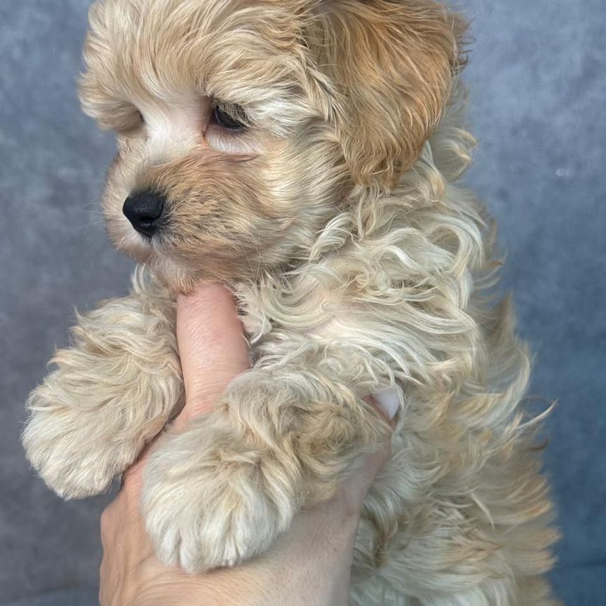 Щенки мальтипу