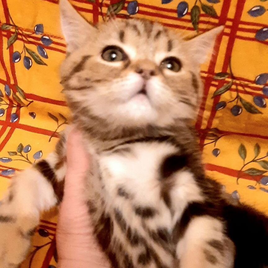 Шотландский прямоухий короткошёрстный котёнок