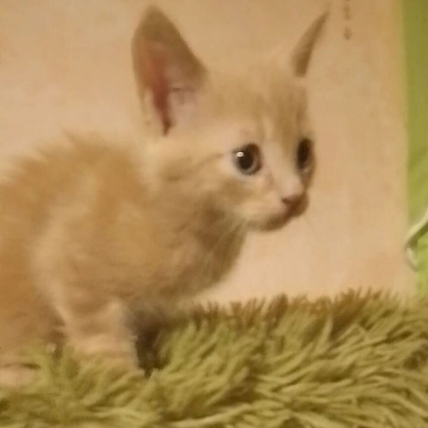 Котята