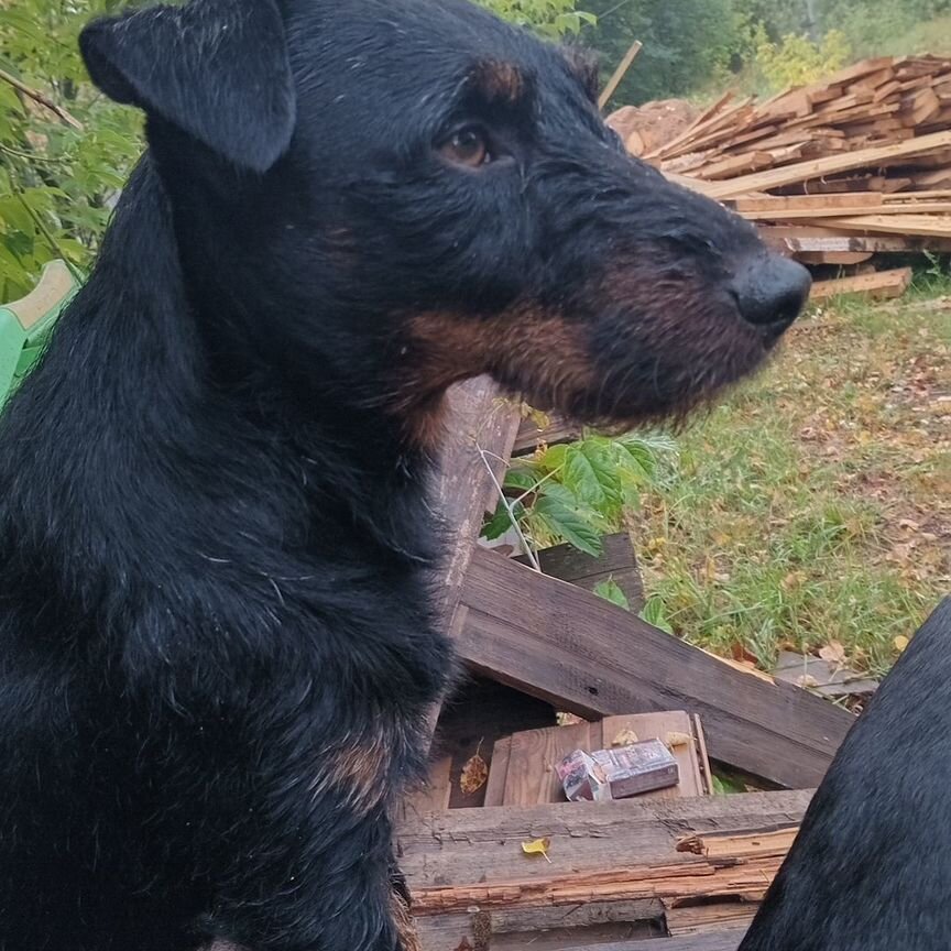 Вязка ягдтерьера