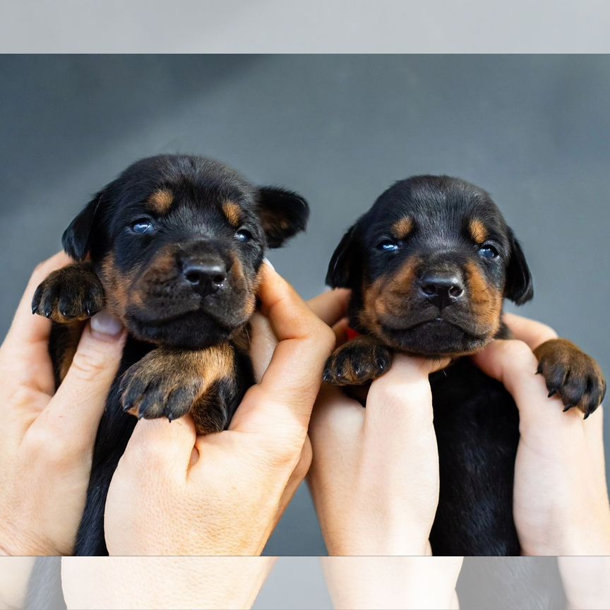 Доберман, щенок