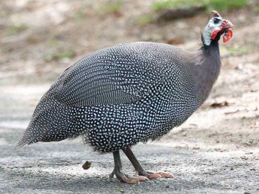 Цесарки живым весом