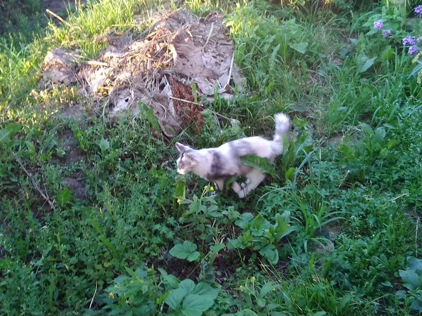 Передам в добрые руки