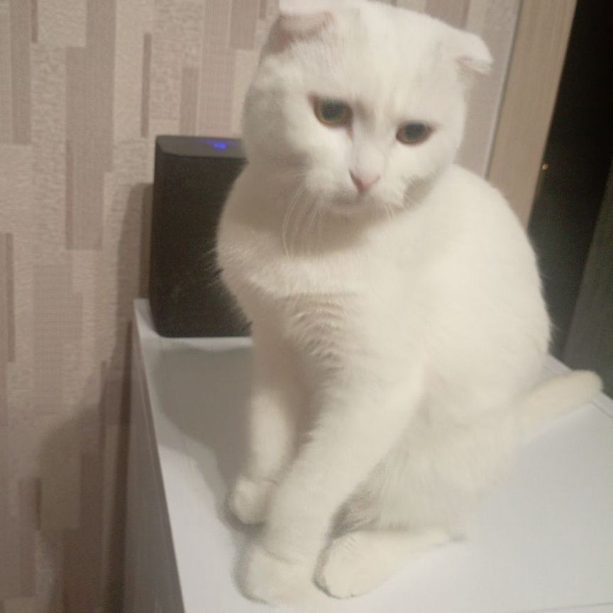 Британский короткошёрстный котёнок