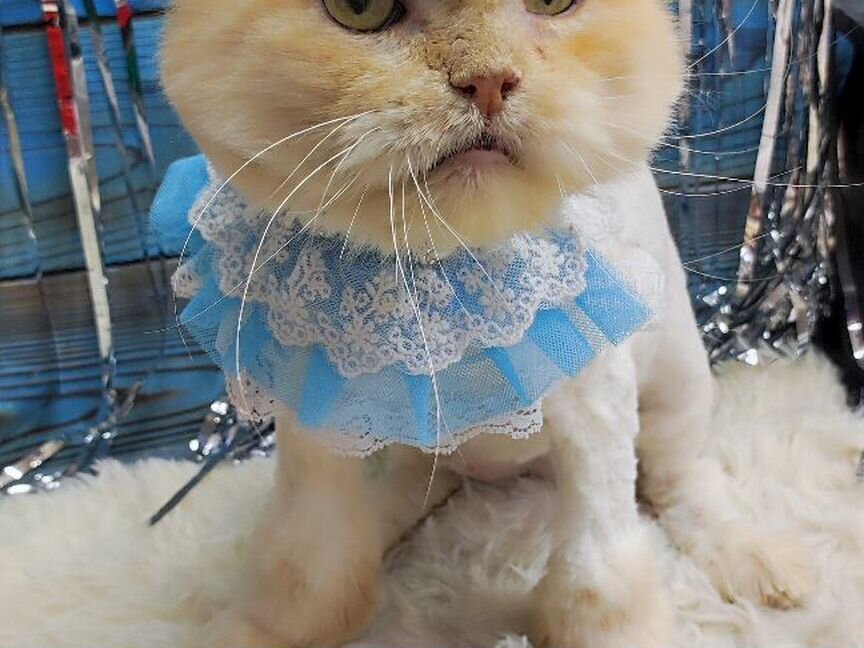 Котик