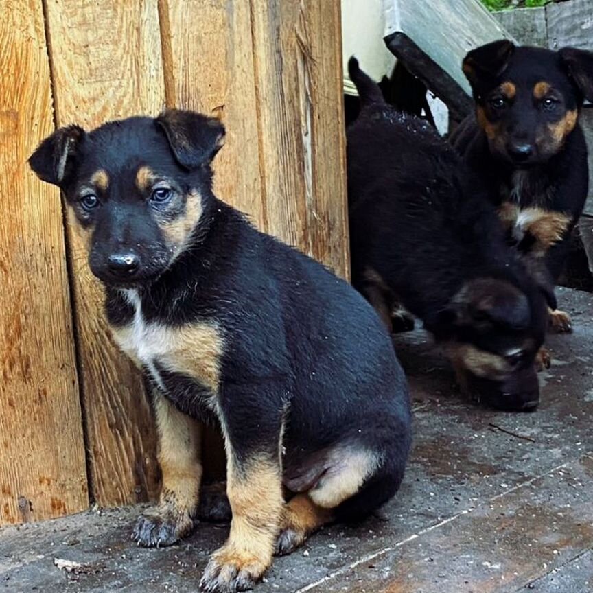 Щенки на пристройство