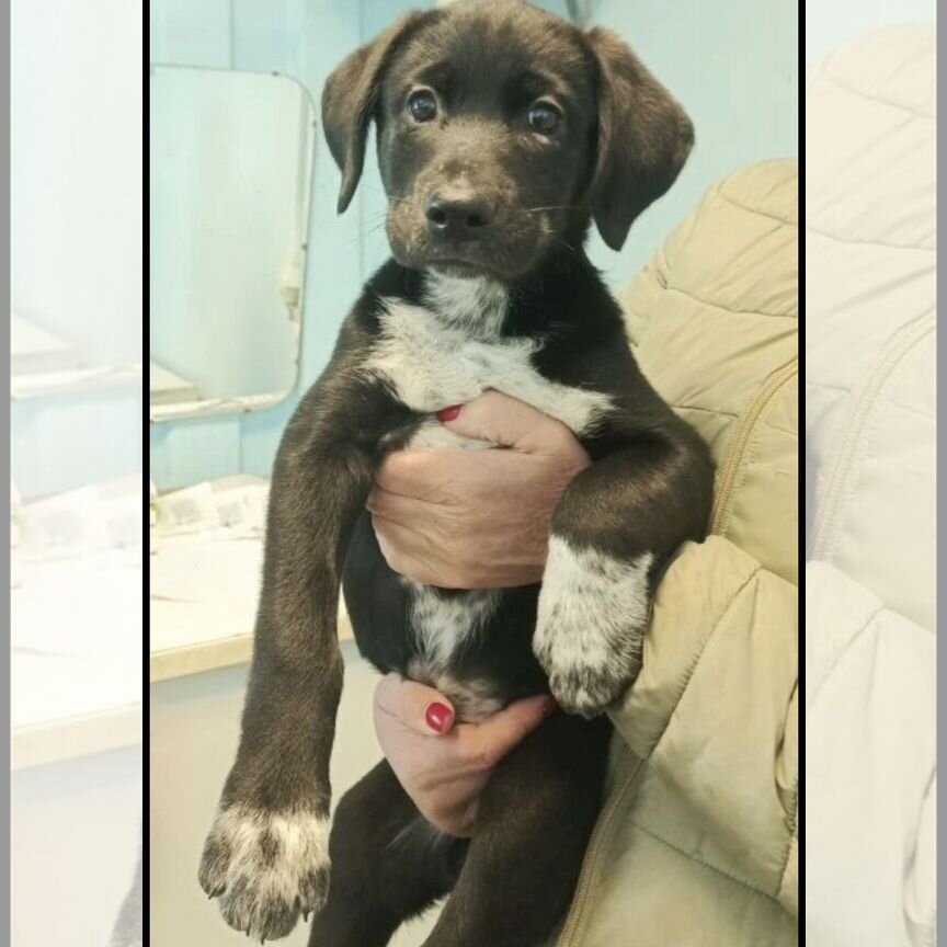 Щенок от частного владельца