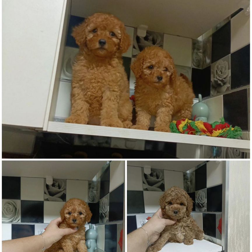 Той-пудель, щенок