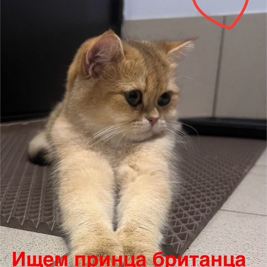 Ждем принца Британца