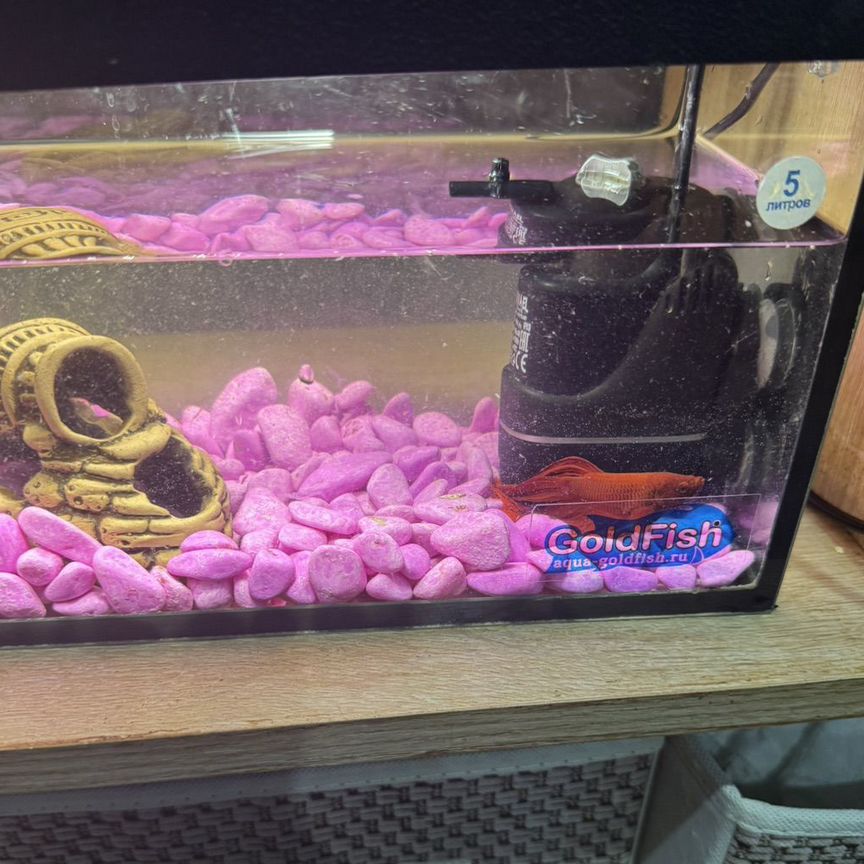 Петушок с аквариумом