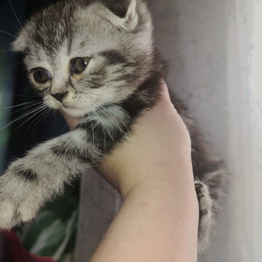 Шотландский вислоухий короткошёрстный котёнок