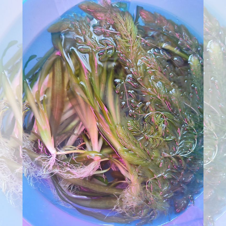 Аквариумные растения прополка