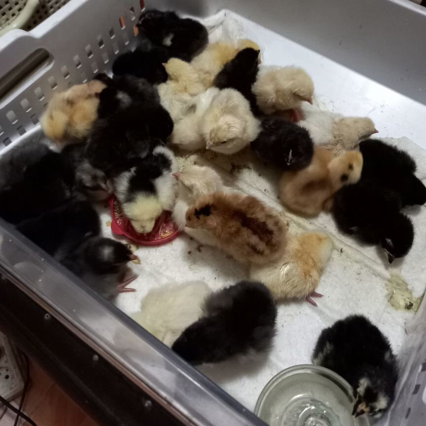 Яйца на инкубацию