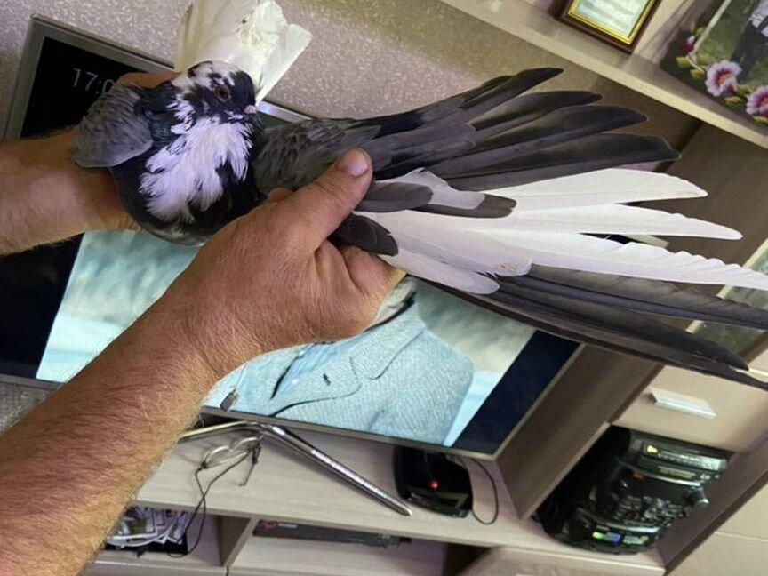 Голуби Николаевские