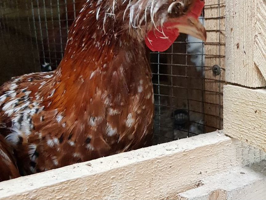 Петушки молодые, 4 мес