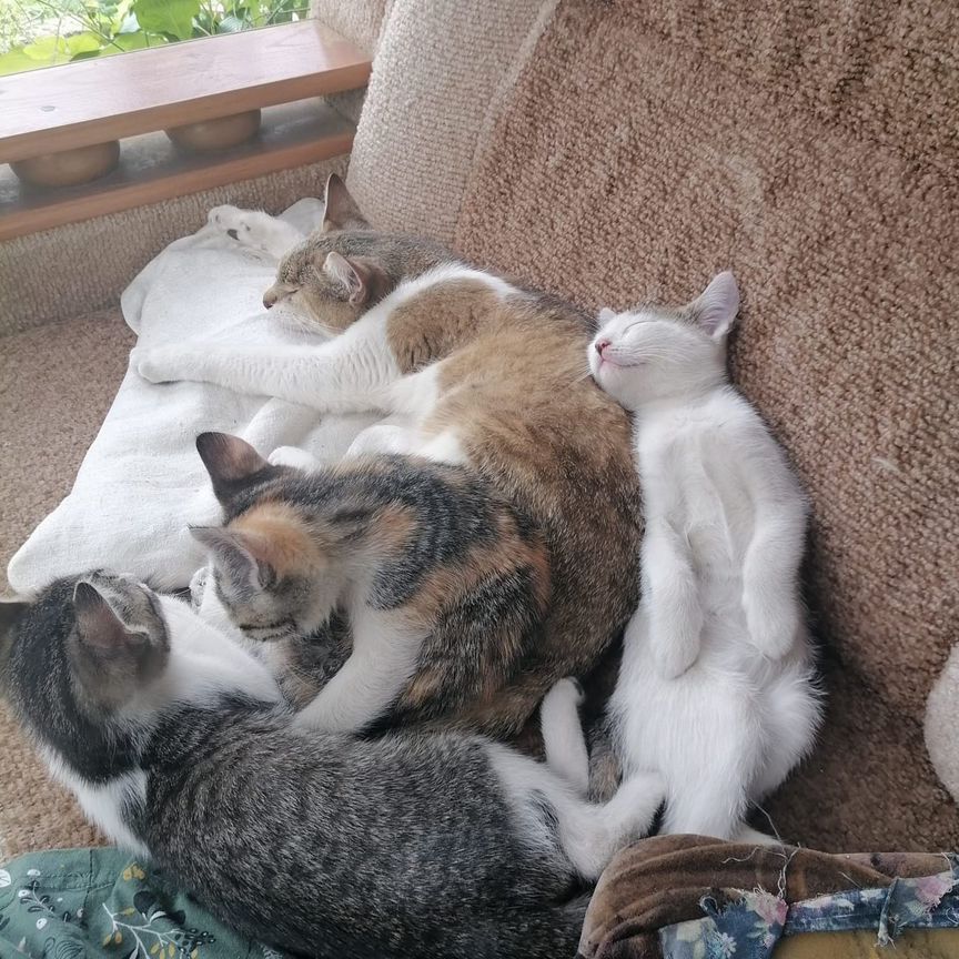 Отдам котенка