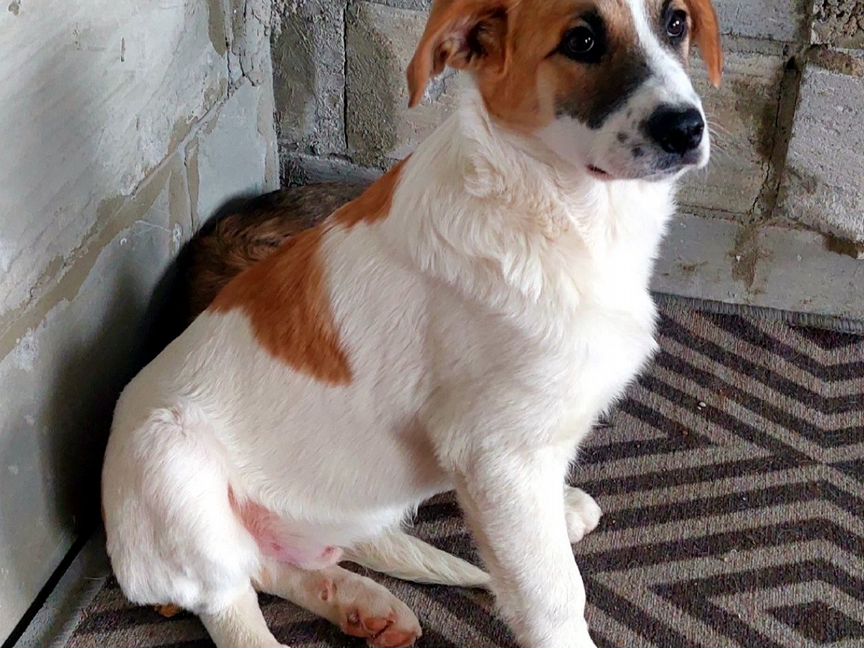 Классный щенок