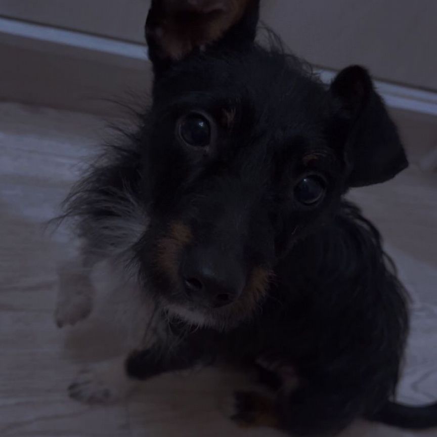 Взрослый пёс в добрые руки