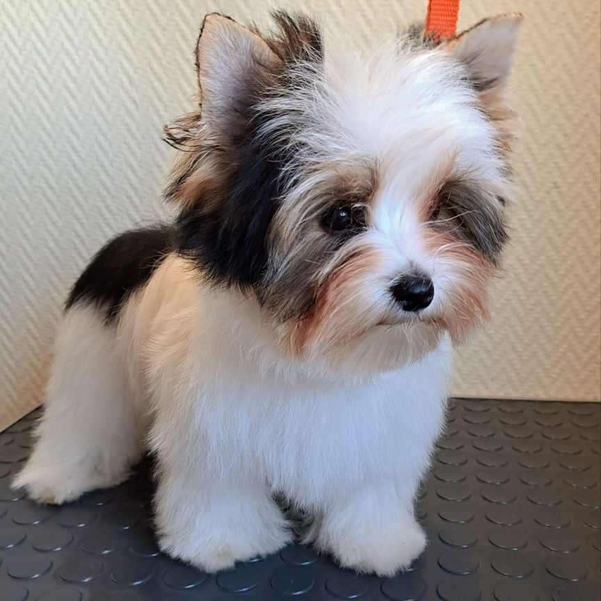 Щенки бивер йорка