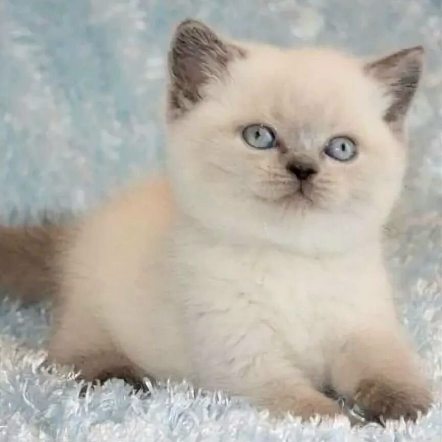 Плюшевые котятки Голубоглазые