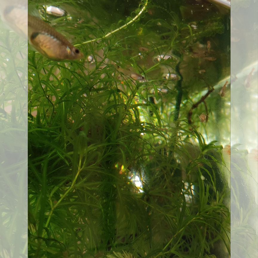 Мальки гуппи