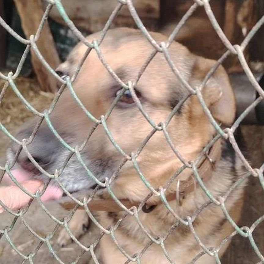 Взрослый пёс в добрые руки