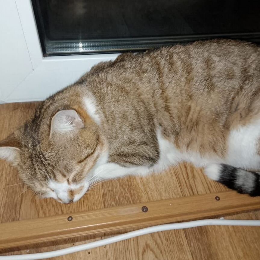 Взрослый кот в добрые руки