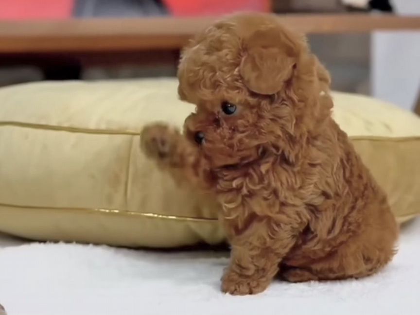 Девочка той пудель самый маленький размер