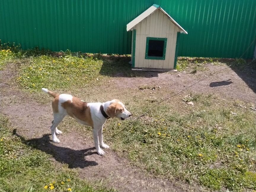 Собака Эстонская гочая