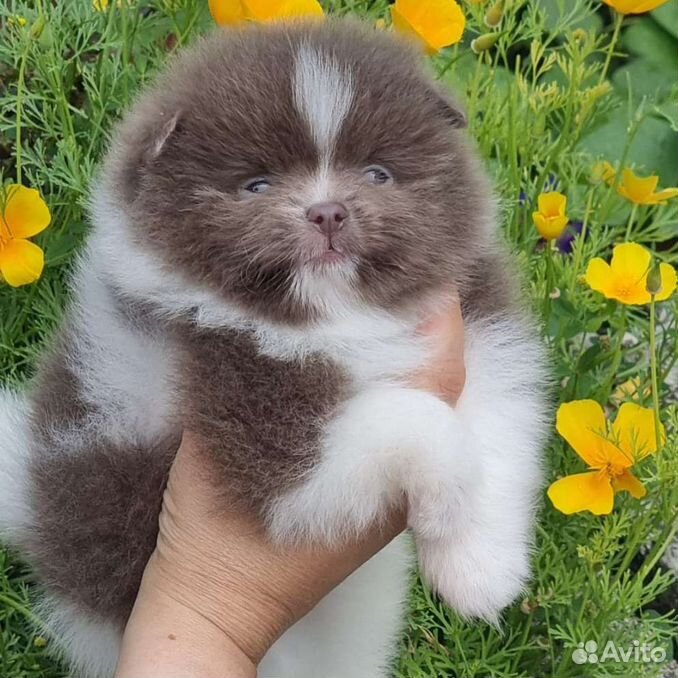Померанский шпиц Патик