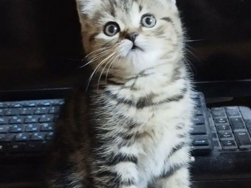 Шатланский вислоухий котеок